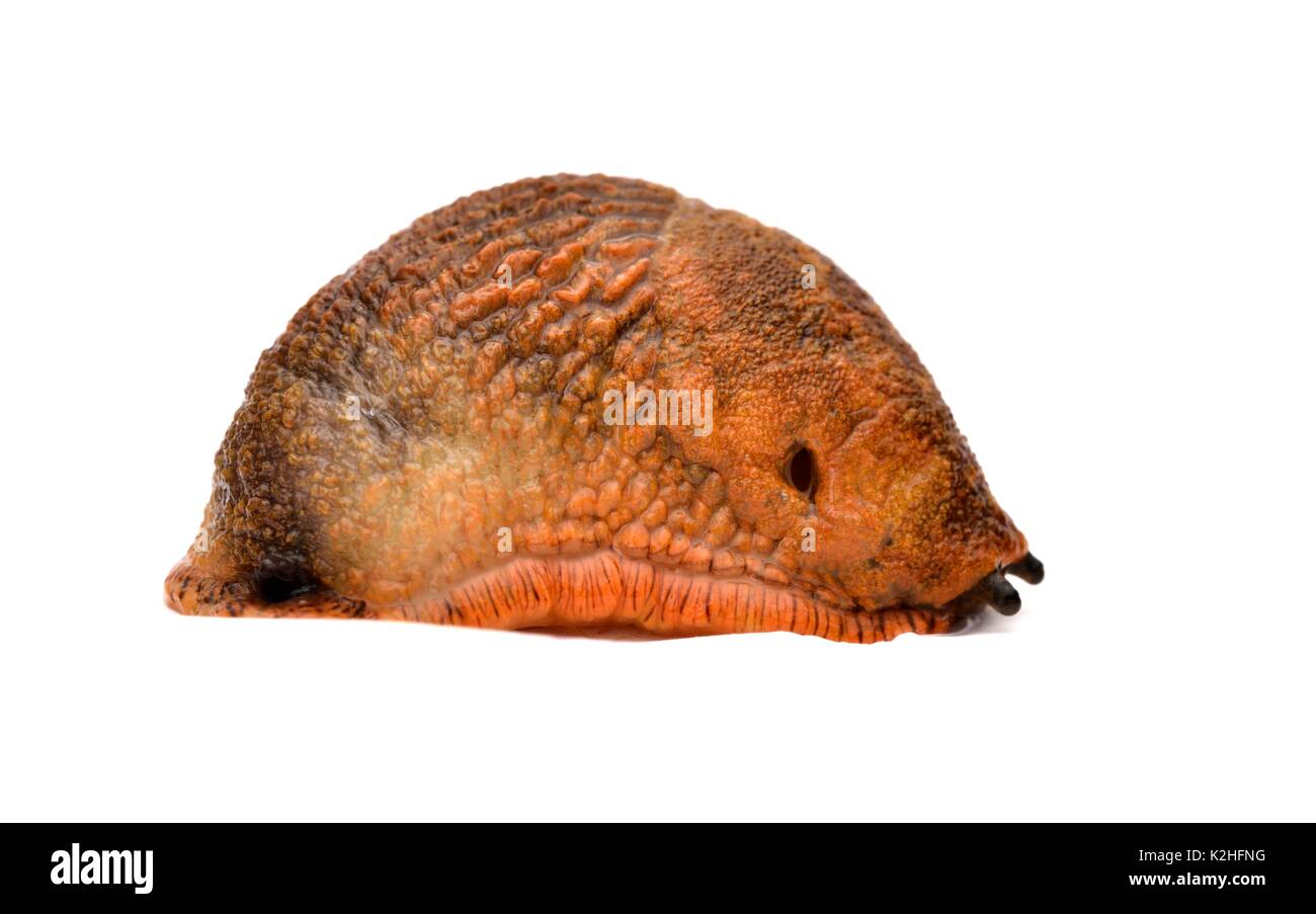 Arion hortensis hi-res stock photography and images - Alamy