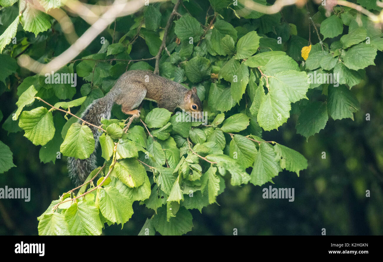 Grey squirrel gathering hazel nuts hi-res stock photography and images ...