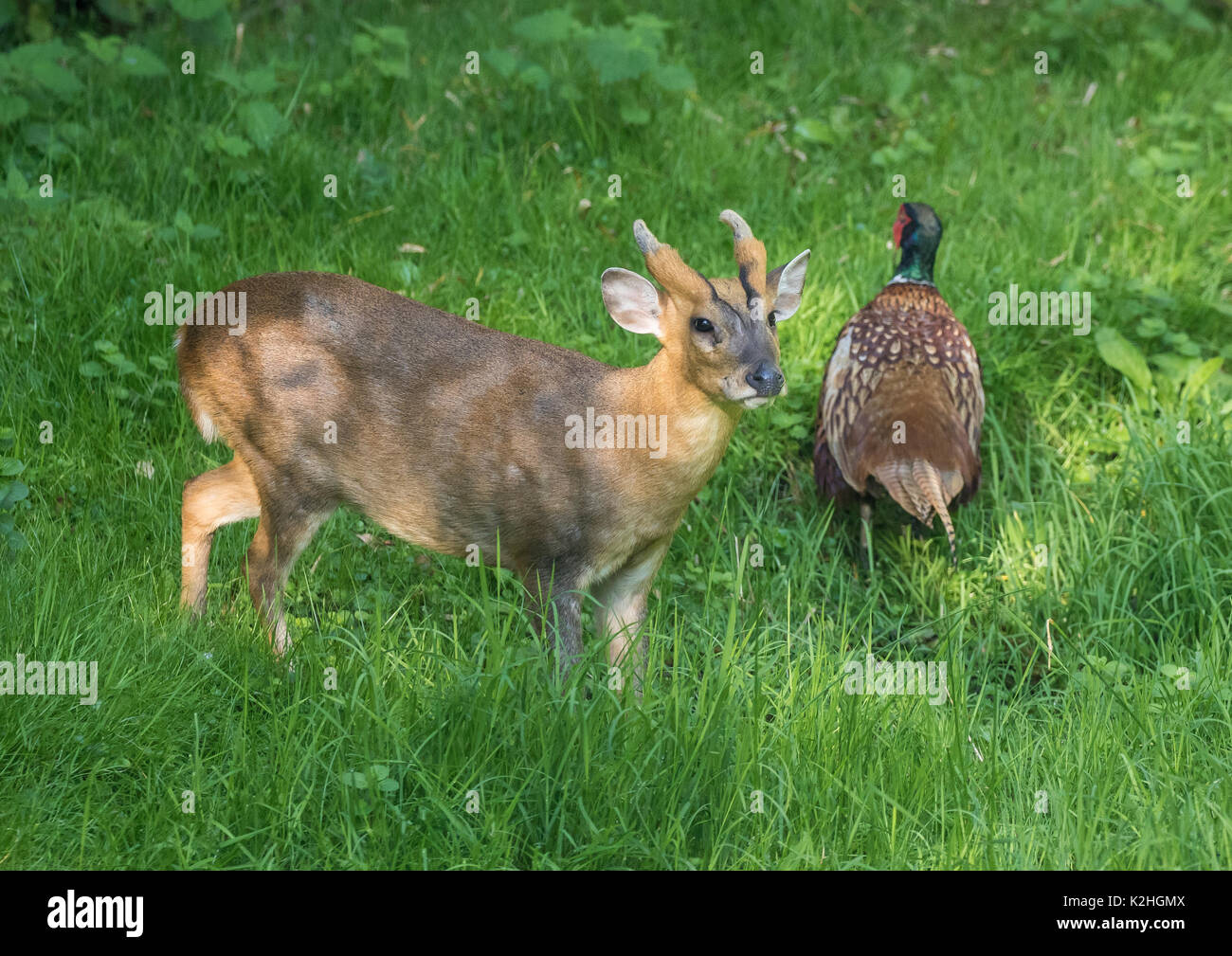 Male Muntjac also called Muntiacus reevesi also called Barking Deer ...