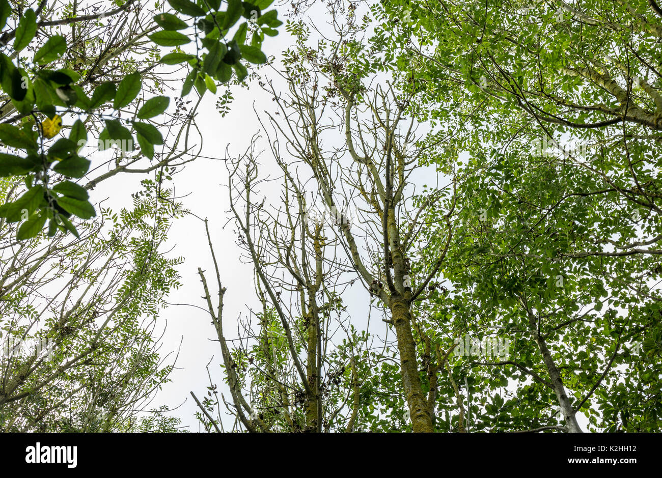 Dead ash tree hi-res stock photography and images - Alamy
