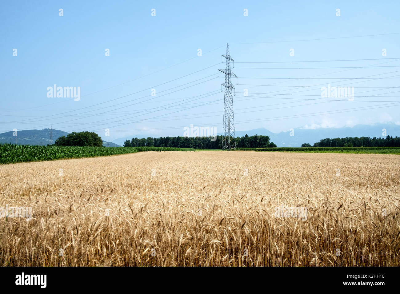 Yellow wheat fields and electric pylons Stock Photo - Alamy