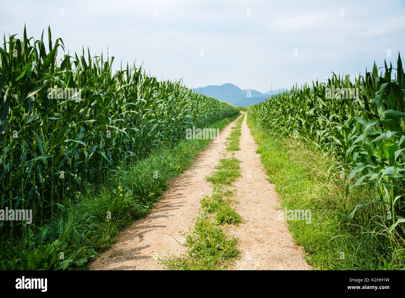 Gravel road between corn fields Stock Photo - Alamy