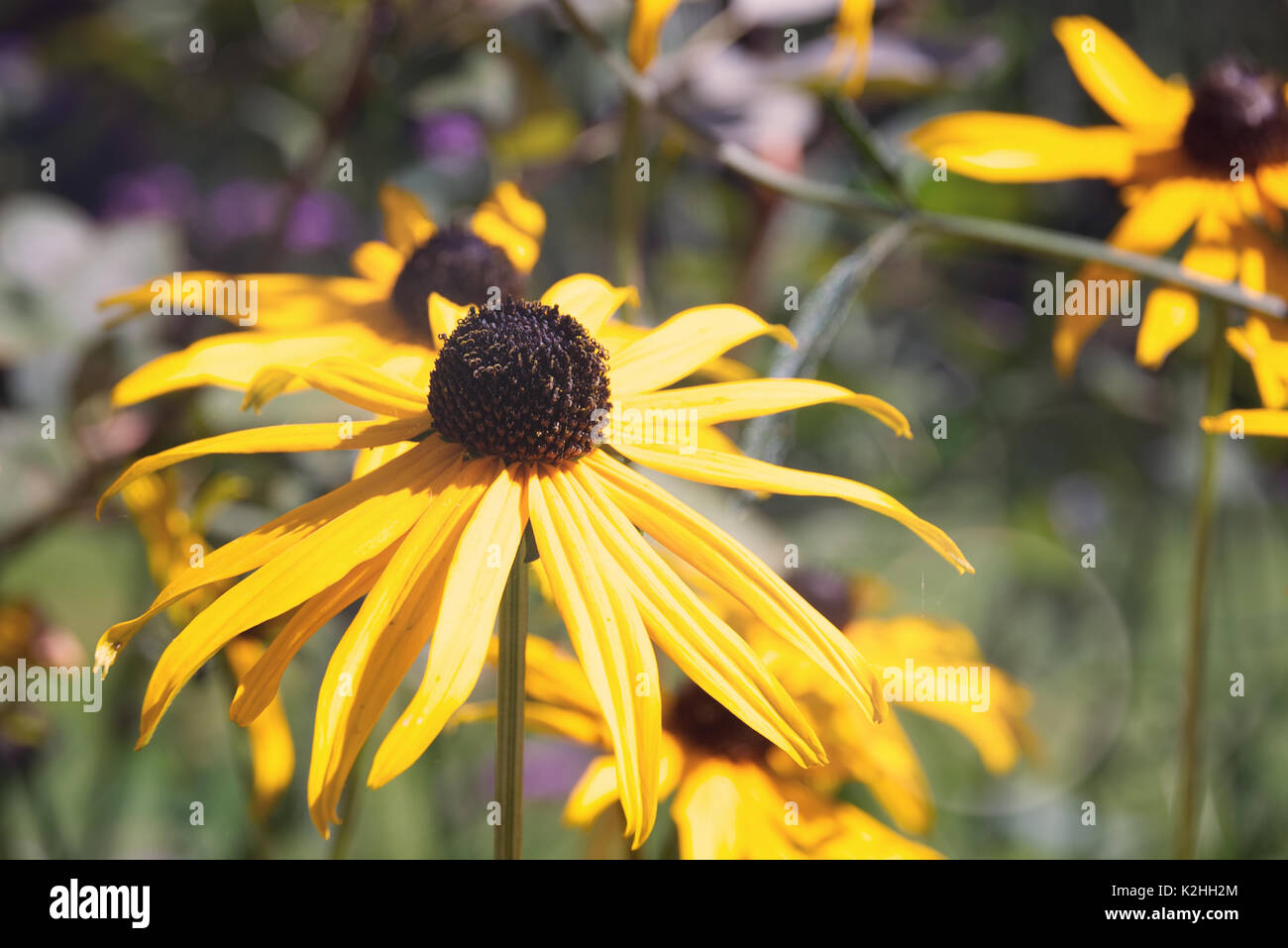Close up side capture of Brown-Eyed Susan (Rudbeckia hirta) wildflower ...
