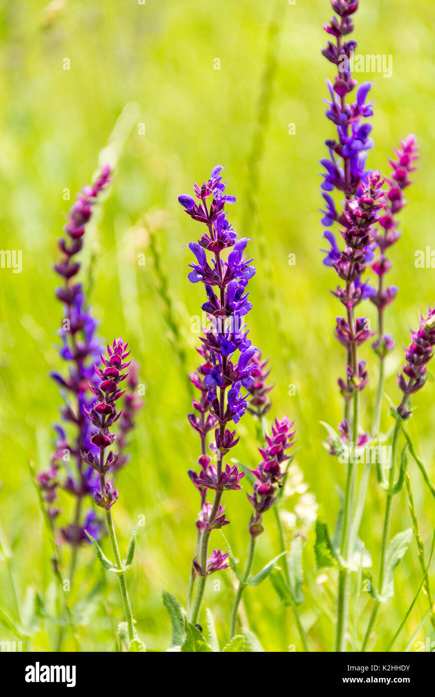 Closeup sage hi-res stock photography and images - Alamy