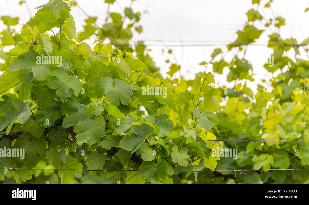 Lush grapevine hi-res stock photography and images - Alamy