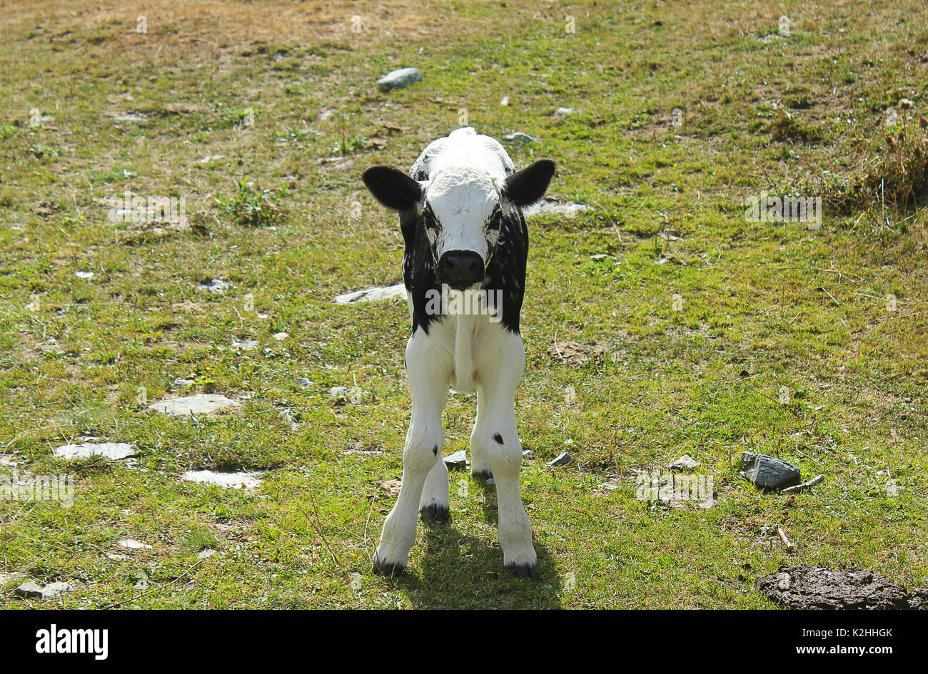 a calf; grass; animal; domestic animal; lying; farm; cow; quadruped ...
