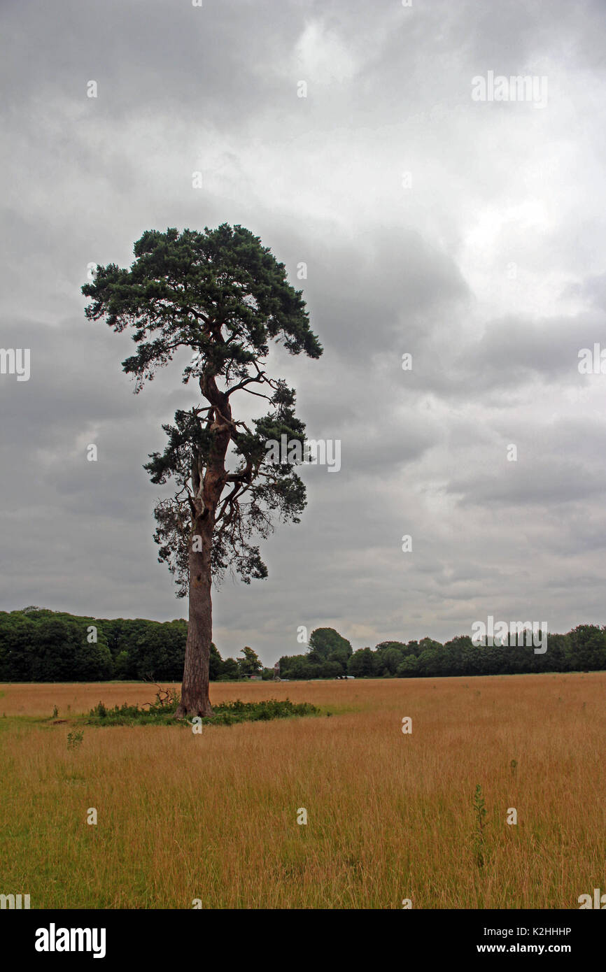 Tall tree grass hi-res stock photography and images - Alamy