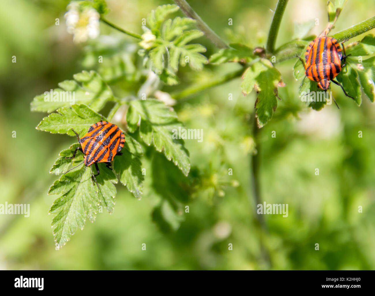 two Italian striped bugs in natural green ambiance at spring time Stock ...