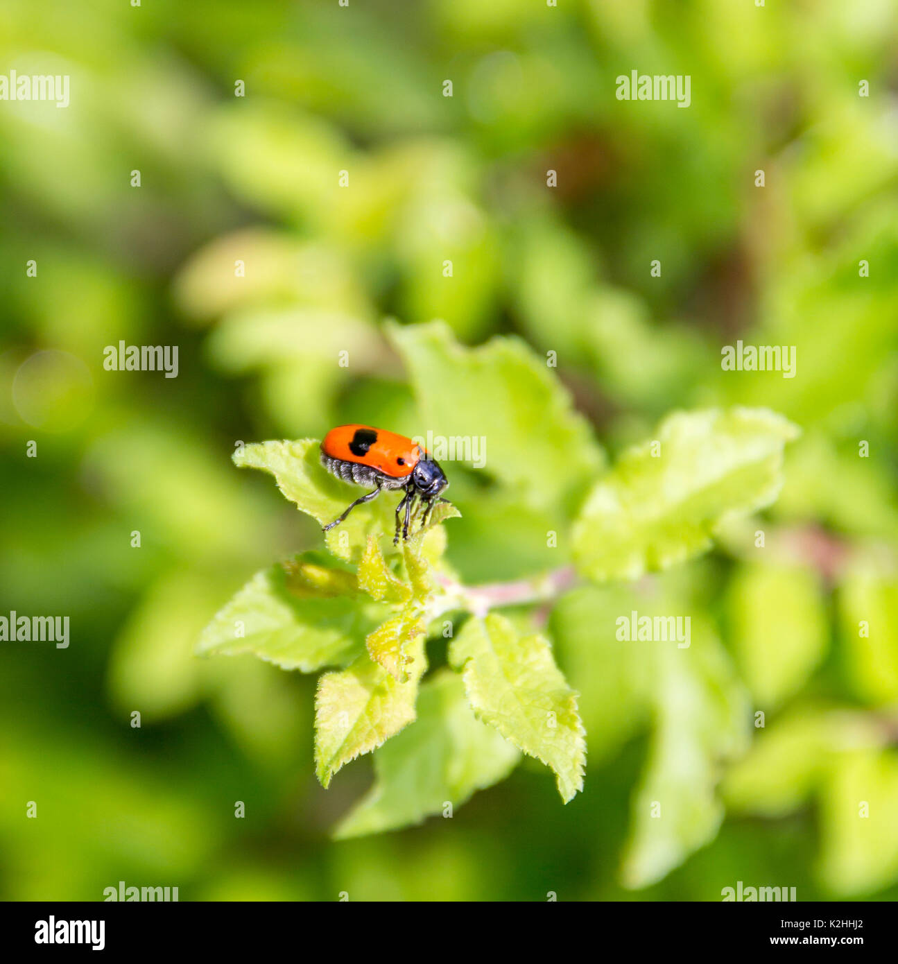 Ant beetle hi-res stock photography and images - Alamy