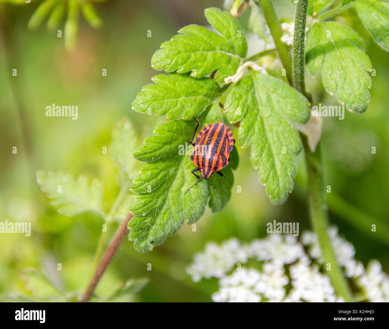 Italian striped bugs in natural green ambiance at spring time Stock ...