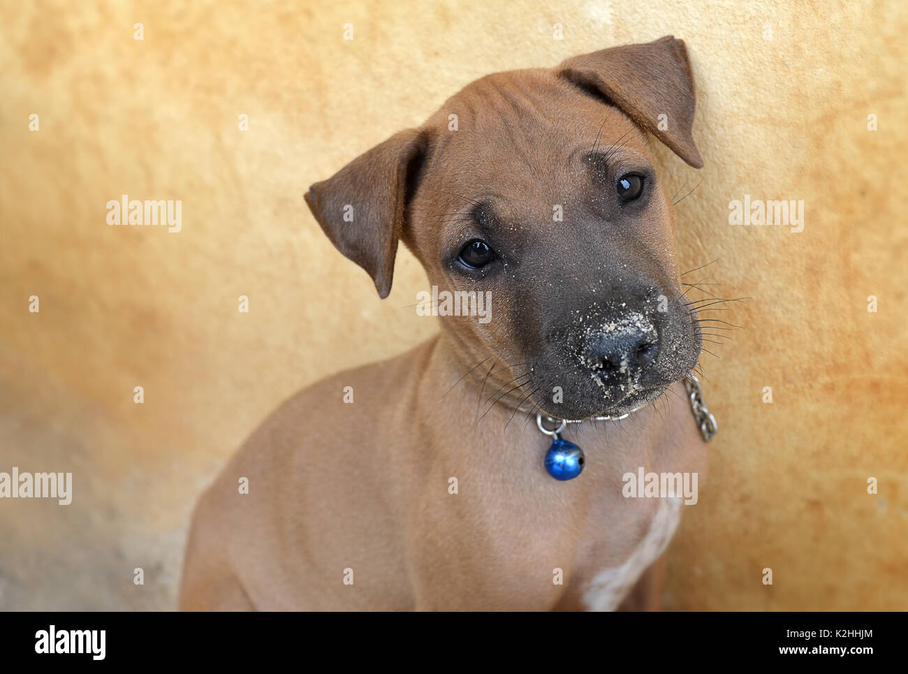 Ridgeback puppy hi-res stock photography and images - Alamy