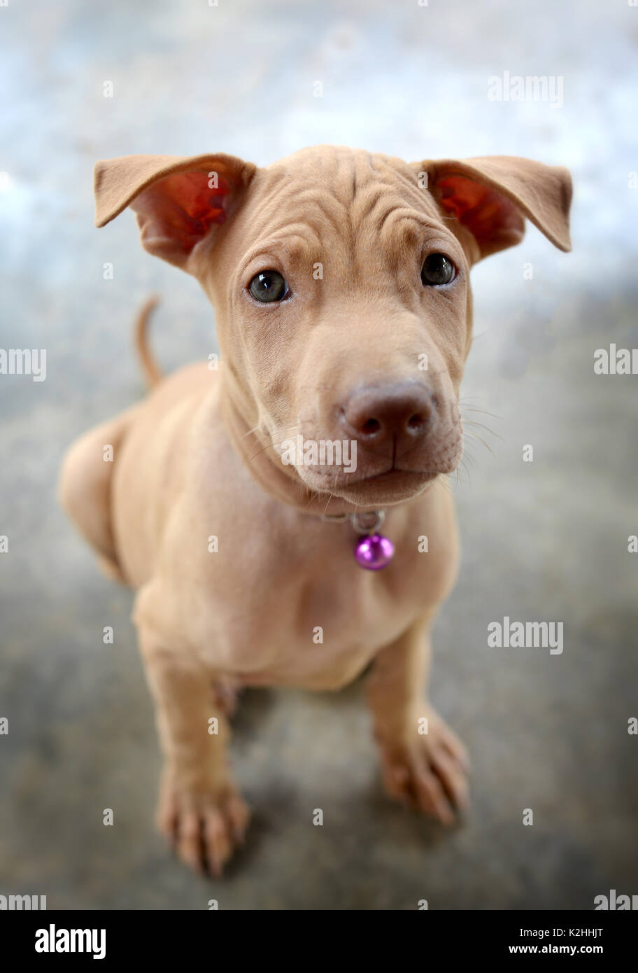 Sitting thai ridgeback dog hi-res stock photography and images - Alamy