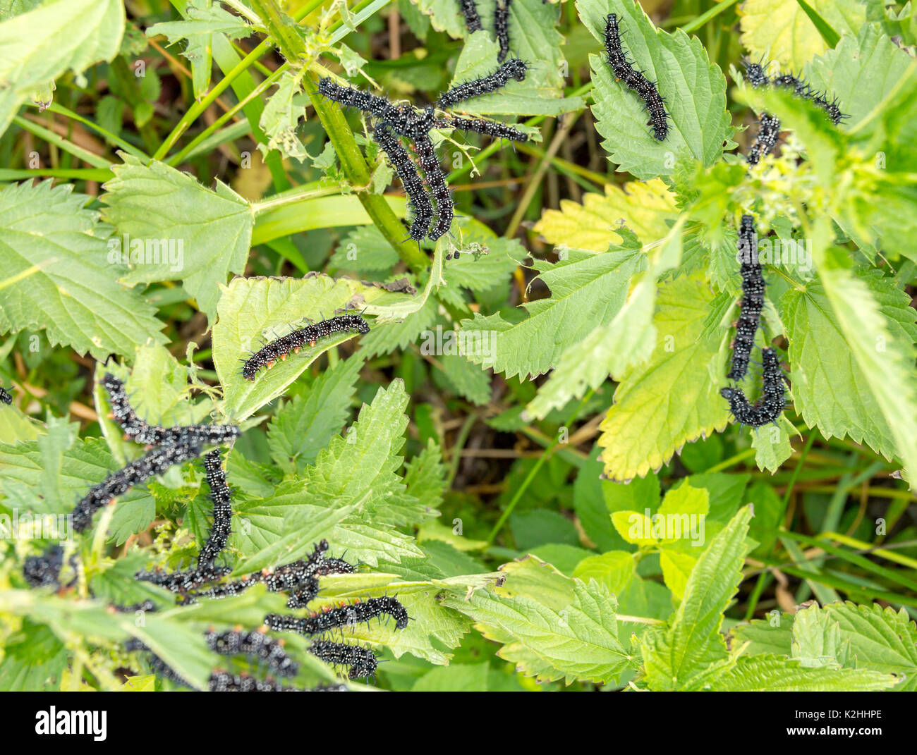 Spiky spiked leaves leaf hi-res stock photography and images - Alamy