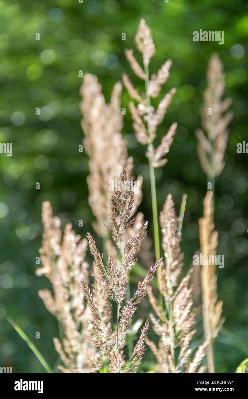full frame detail shot showing some grass ears Stock Photo - Alamy