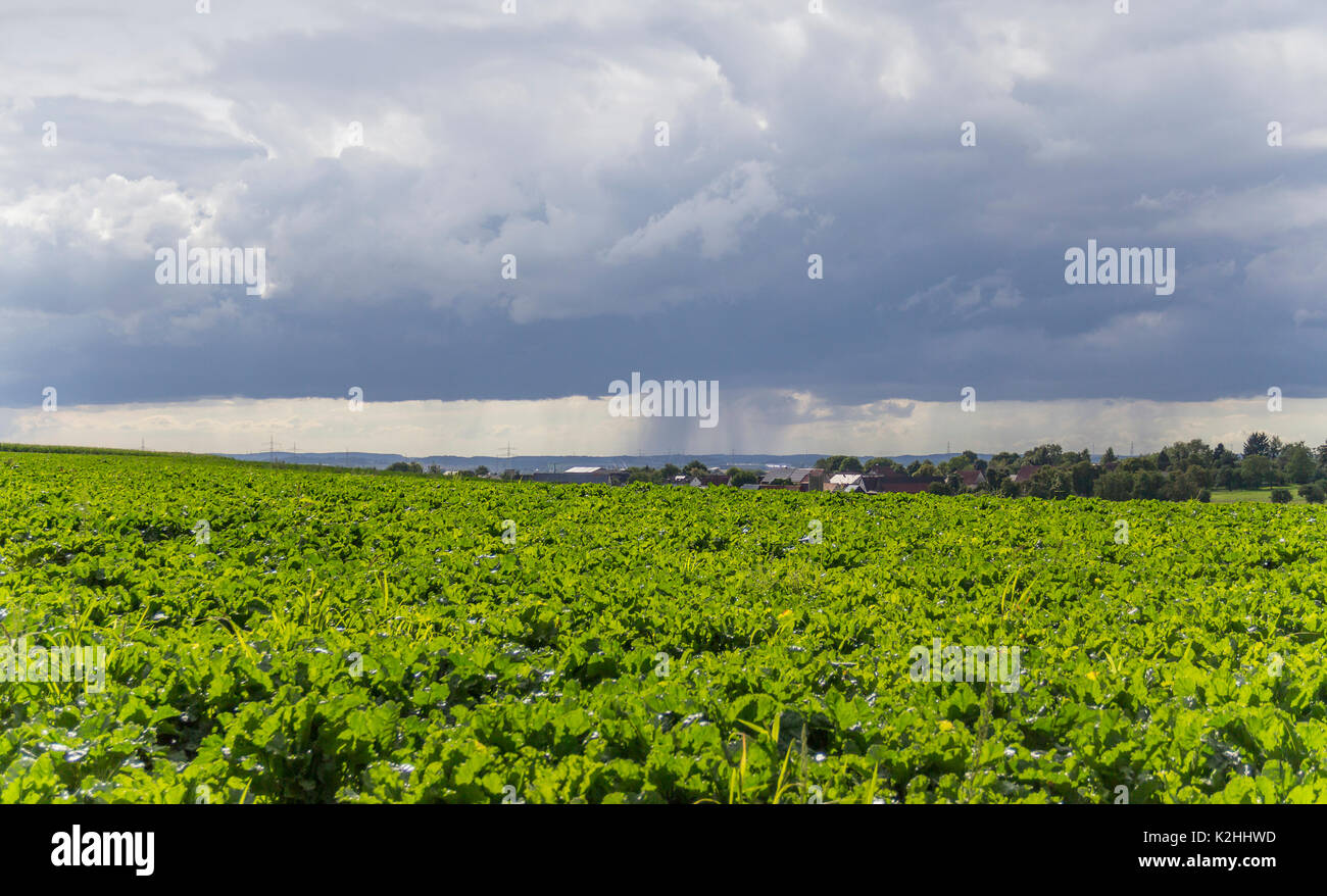 rainy scenery including a small village in rural agricultural ambiance ...