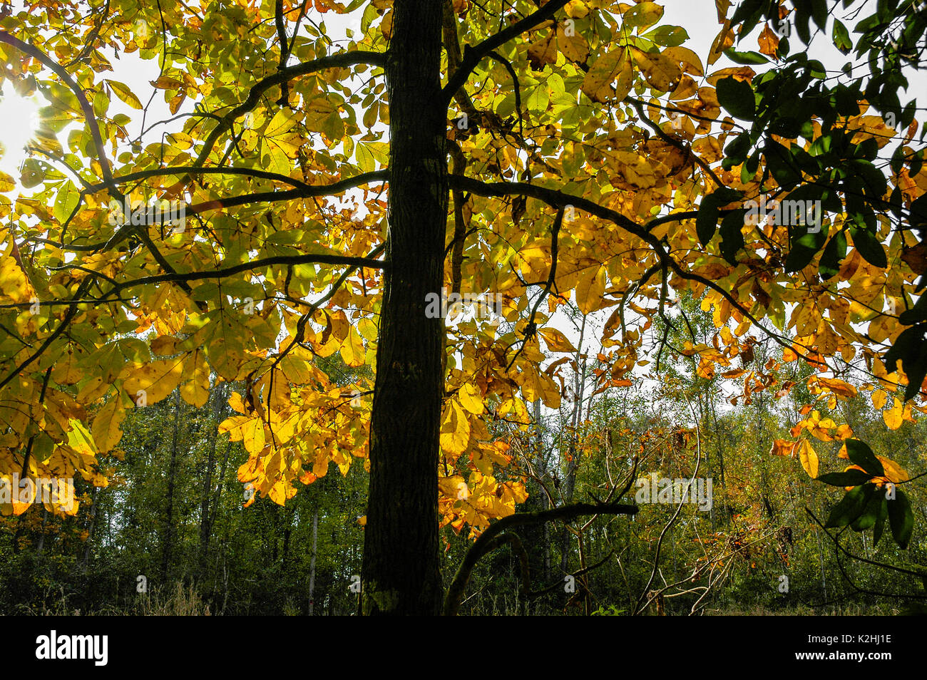 Fall tree colors Stock Photo - Alamy