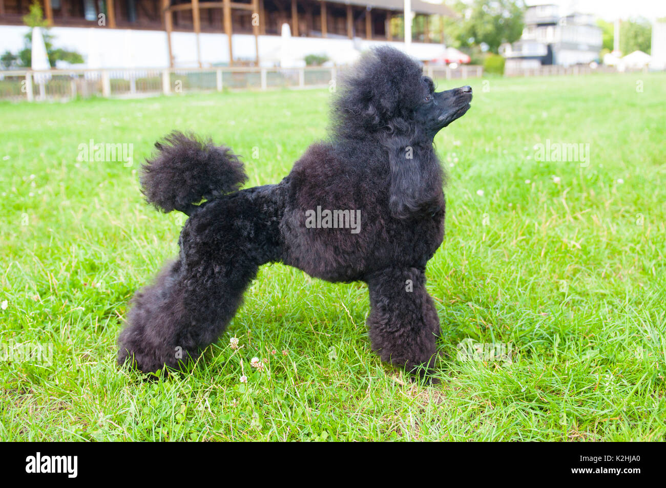 International dog show. Miniature black Poodle Stock Photo - Alamy