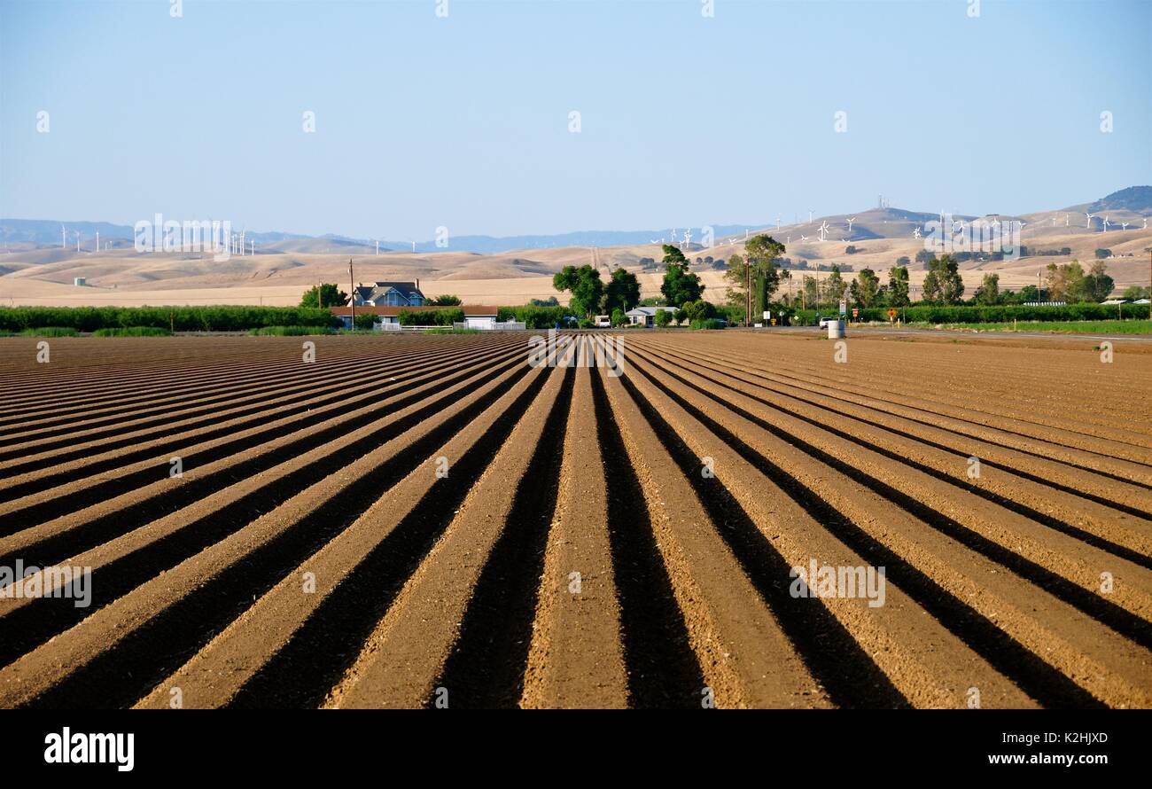 Planted corn hi-res stock photography and images - Alamy