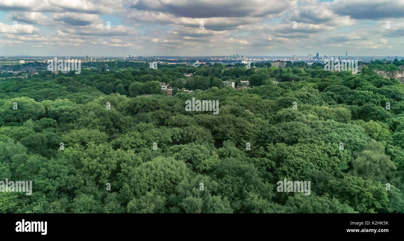 Aerial views of tree tops on a forest with the skyline of central ...