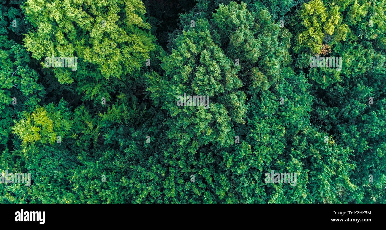 Aerial view of tree tops in a forest in summer Stock Photo - Alamy