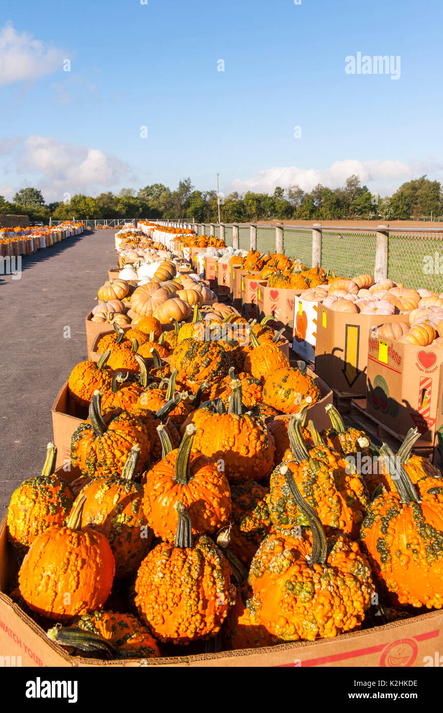 Warty squash hi-res stock photography and images - Alamy