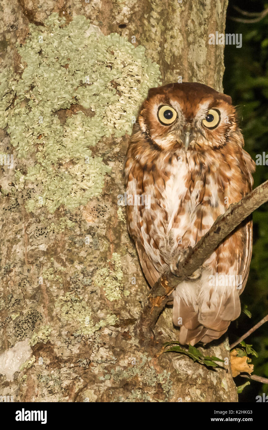 Red screech owl hi-res stock photography and images - Alamy