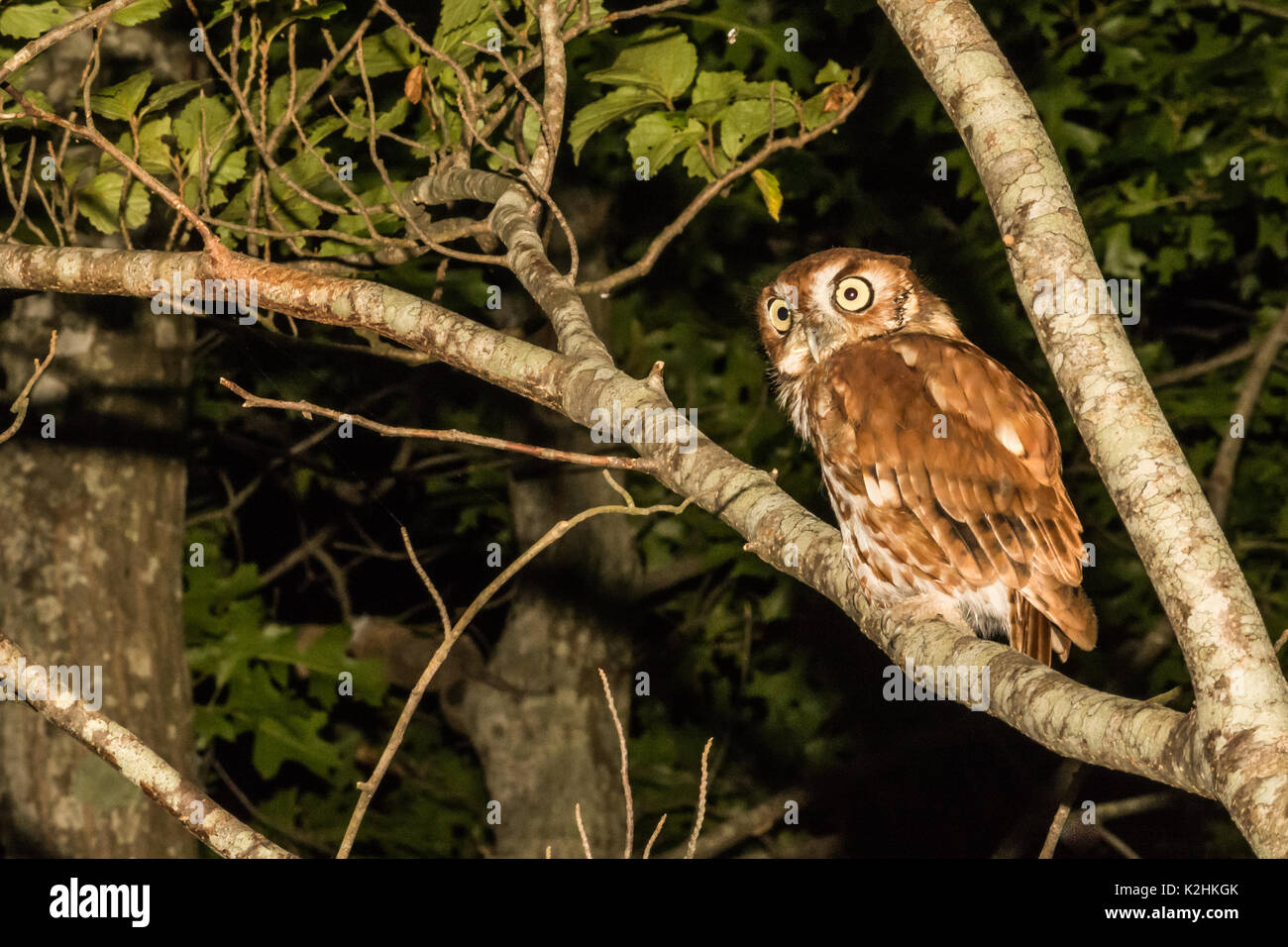 Red phase eastern screech owl hi-res stock photography and images - Alamy