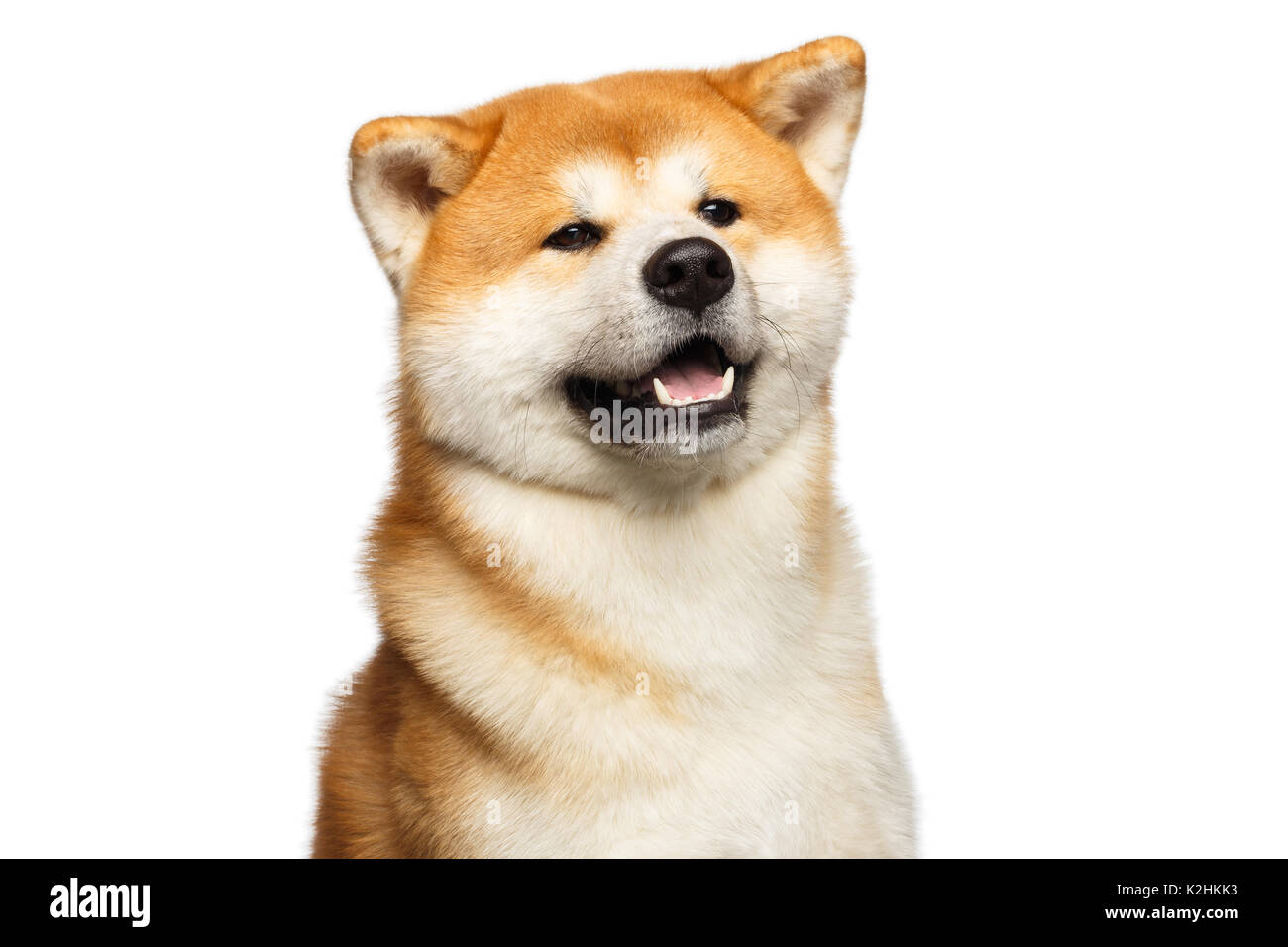 Japanese akita dog breed hi-res stock photography and images - Alamy