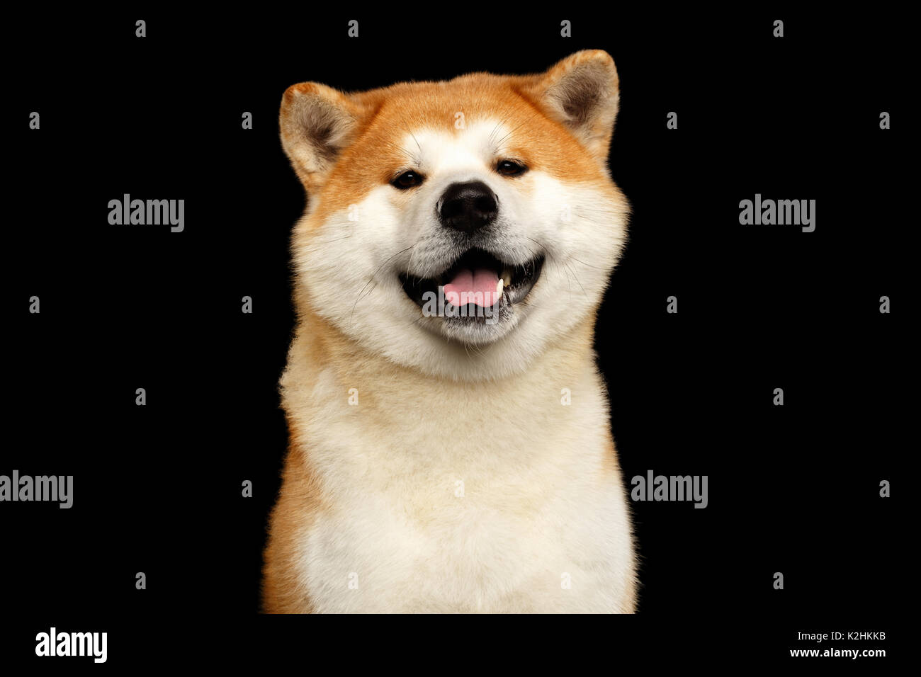 Portrait happy fluffy dog hi-res stock photography and images - Alamy