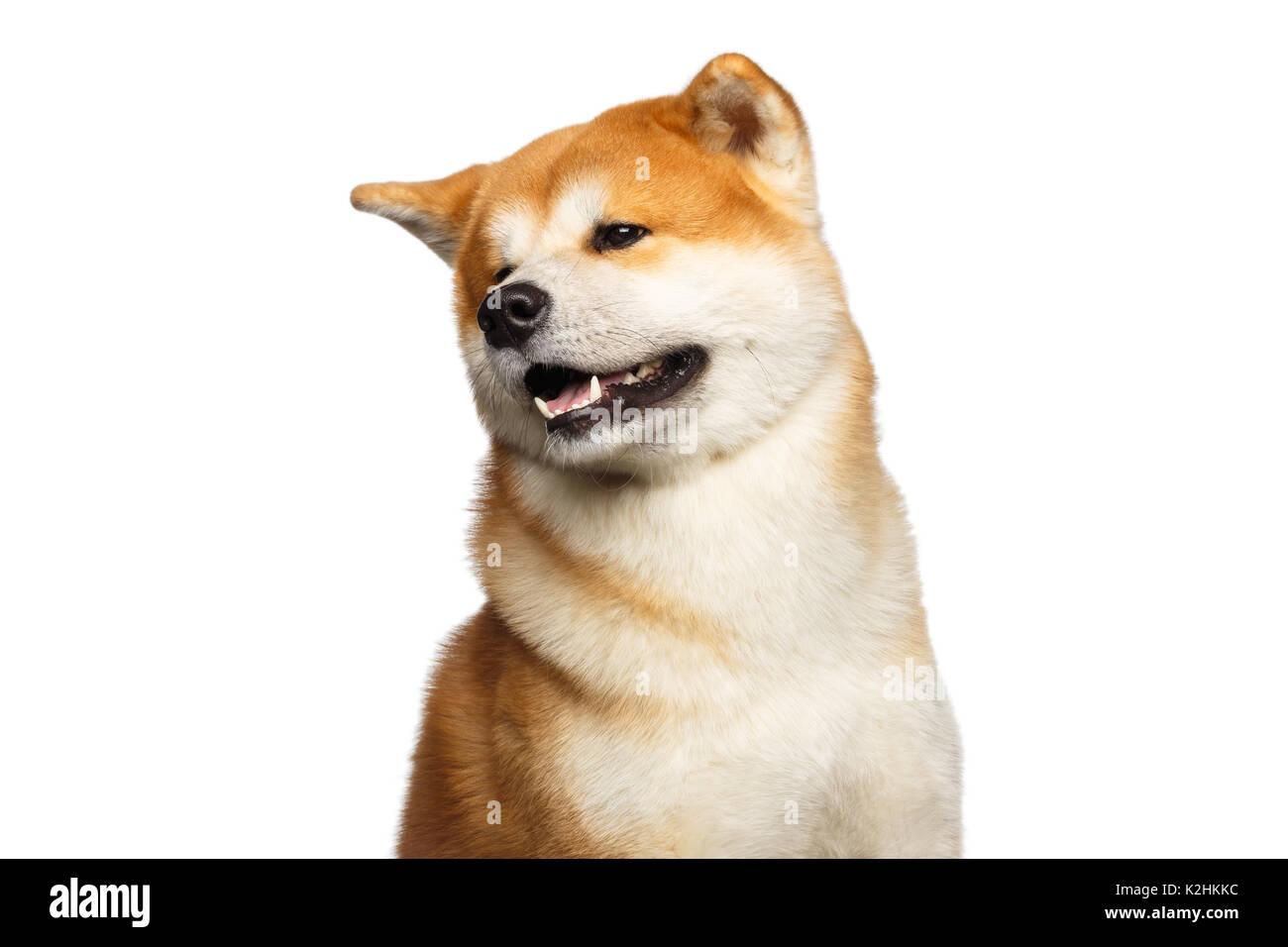 Portrait of Akita inu Dog Stock Photo - Alamy