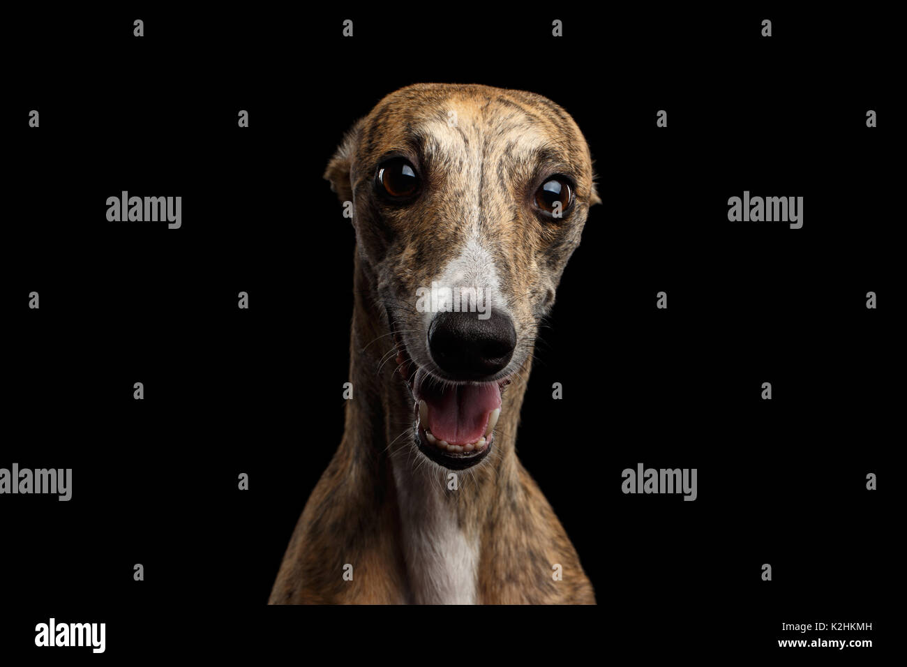 Funny Whippet Dog on Black Background Stock Photo - Alamy