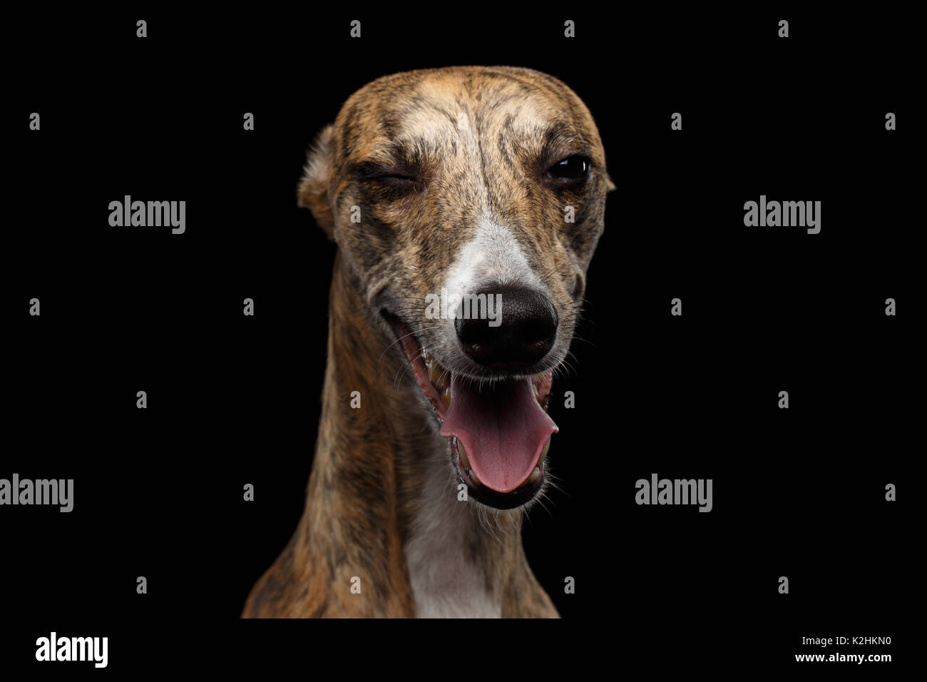 Whippet funny hi-res stock photography and images - Alamy