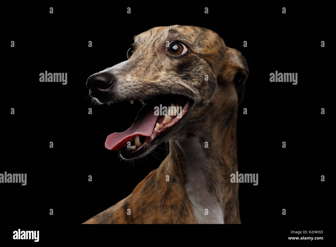 Funny Whippet Dog on Black Background Stock Photo - Alamy