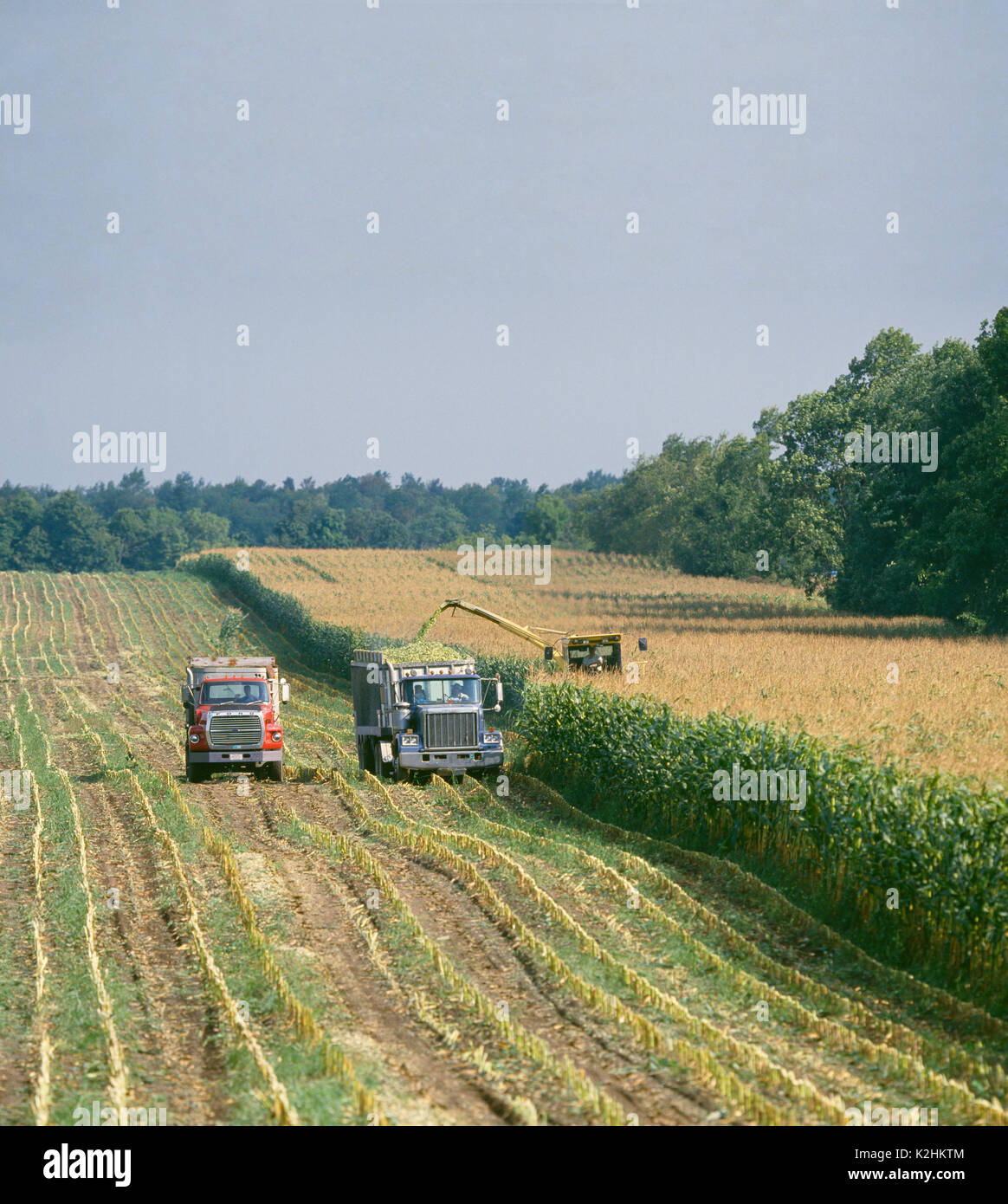 CORN SILAGE HARVEST USING 2115 NEW HOLLAND SELF-PROPELLED CHOPPER WITH ...