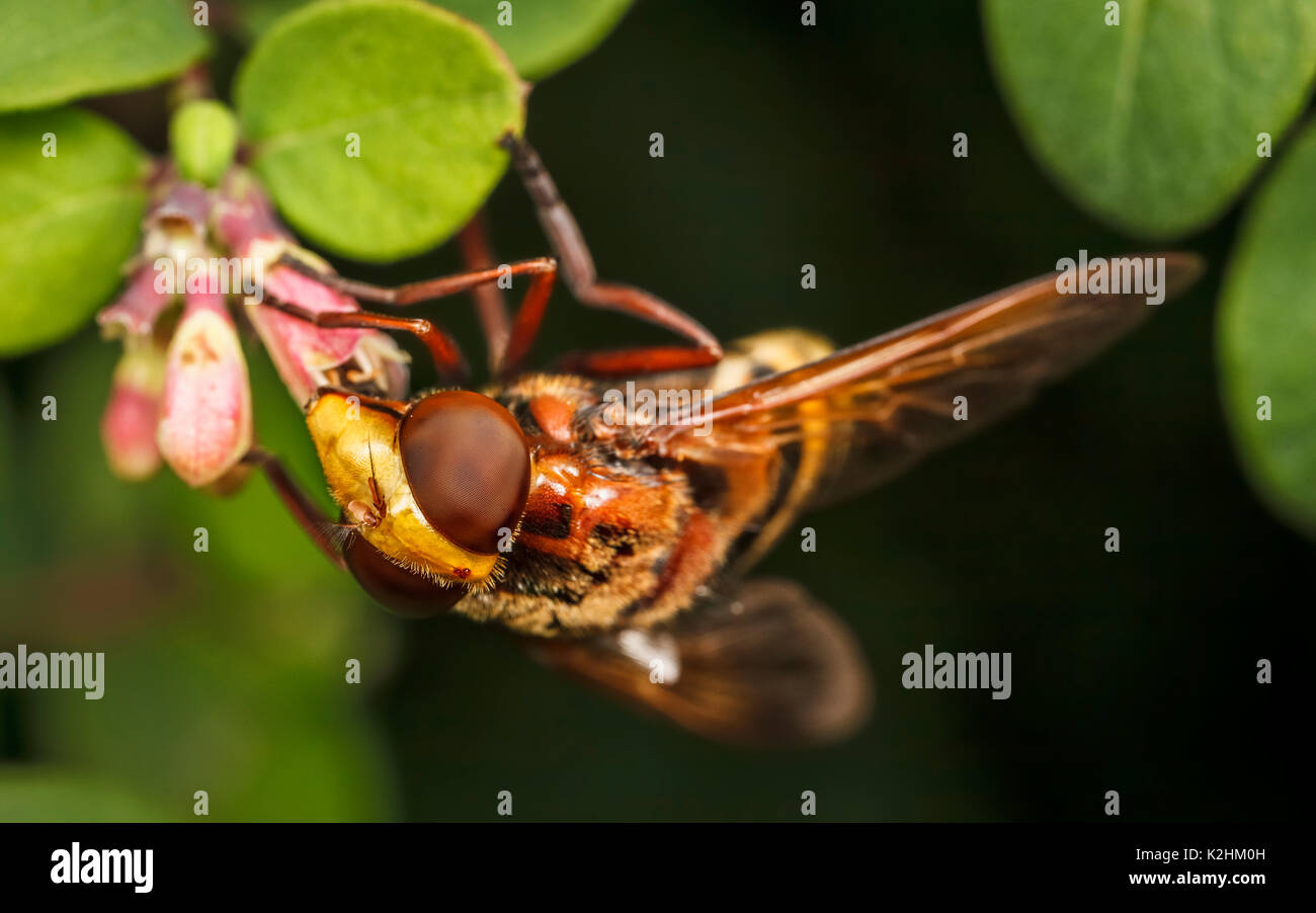 Hornet mimic fly hi-res stock photography and images - Alamy