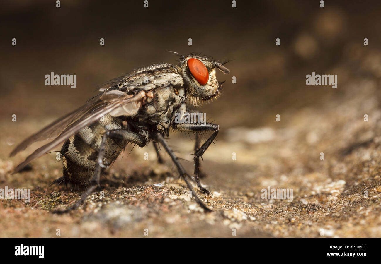 Flesh Fly, Sarcophaga carnaria Stock Photo - Alamy