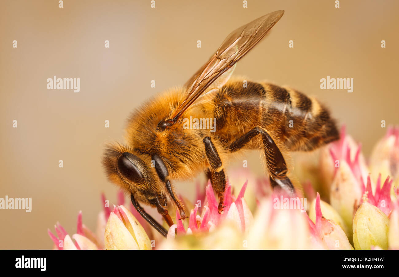 Western Honeybee, Apis Mellifera Stock Photo - Alamy