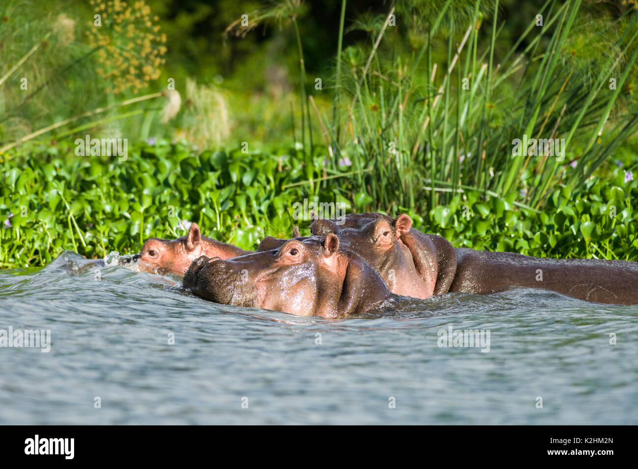 Water hyacinth water africa hi-res stock photography and images - Alamy