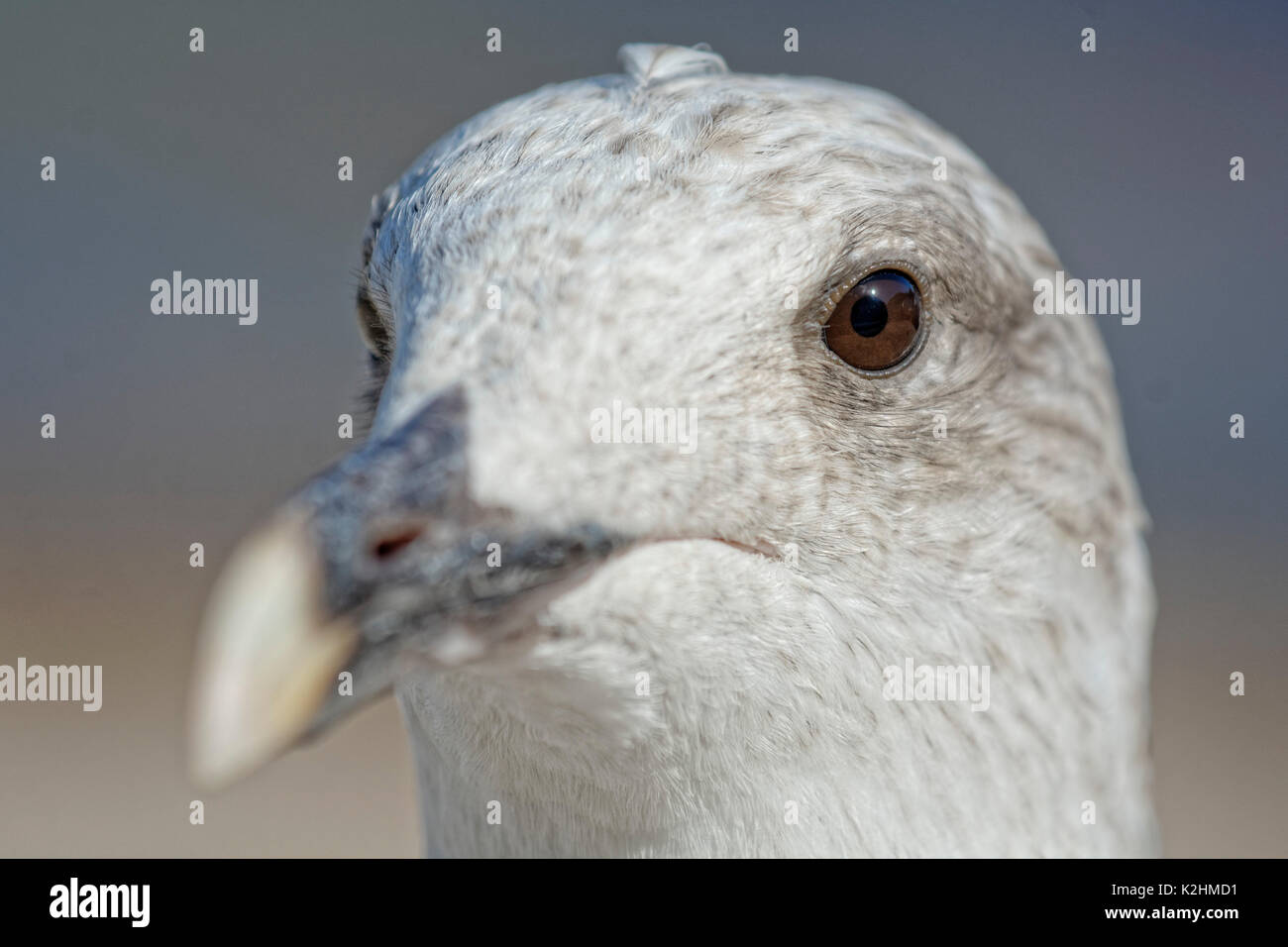 A photo of seagull that was taken in Italy, Capri island next to ...