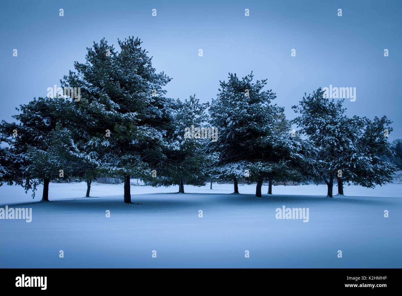 Evening Fresh snow fall on evergreen trees Stock Photo - Alamy