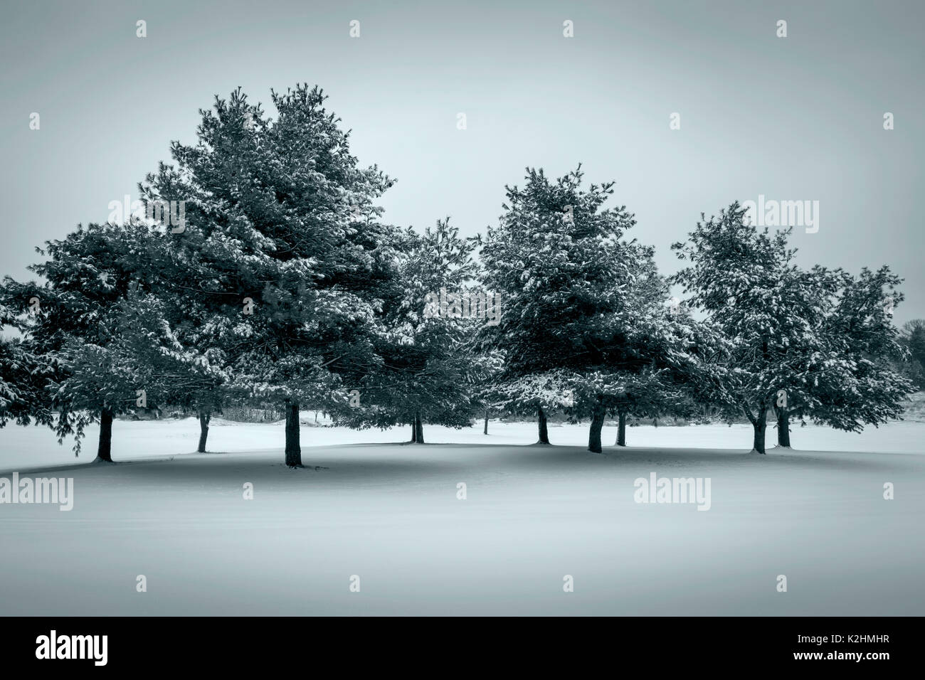 Fir trees snow hi-res stock photography and images - Alamy