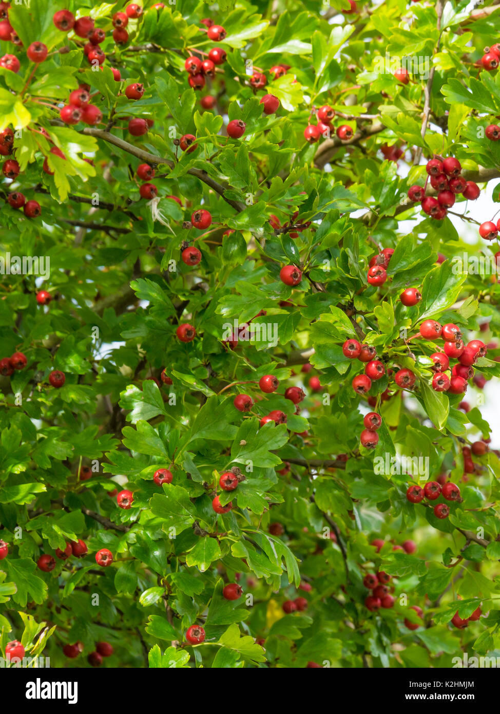 Detail of a Common Hawthorn Tree (Cratagegus Monogyna) showing the red ...