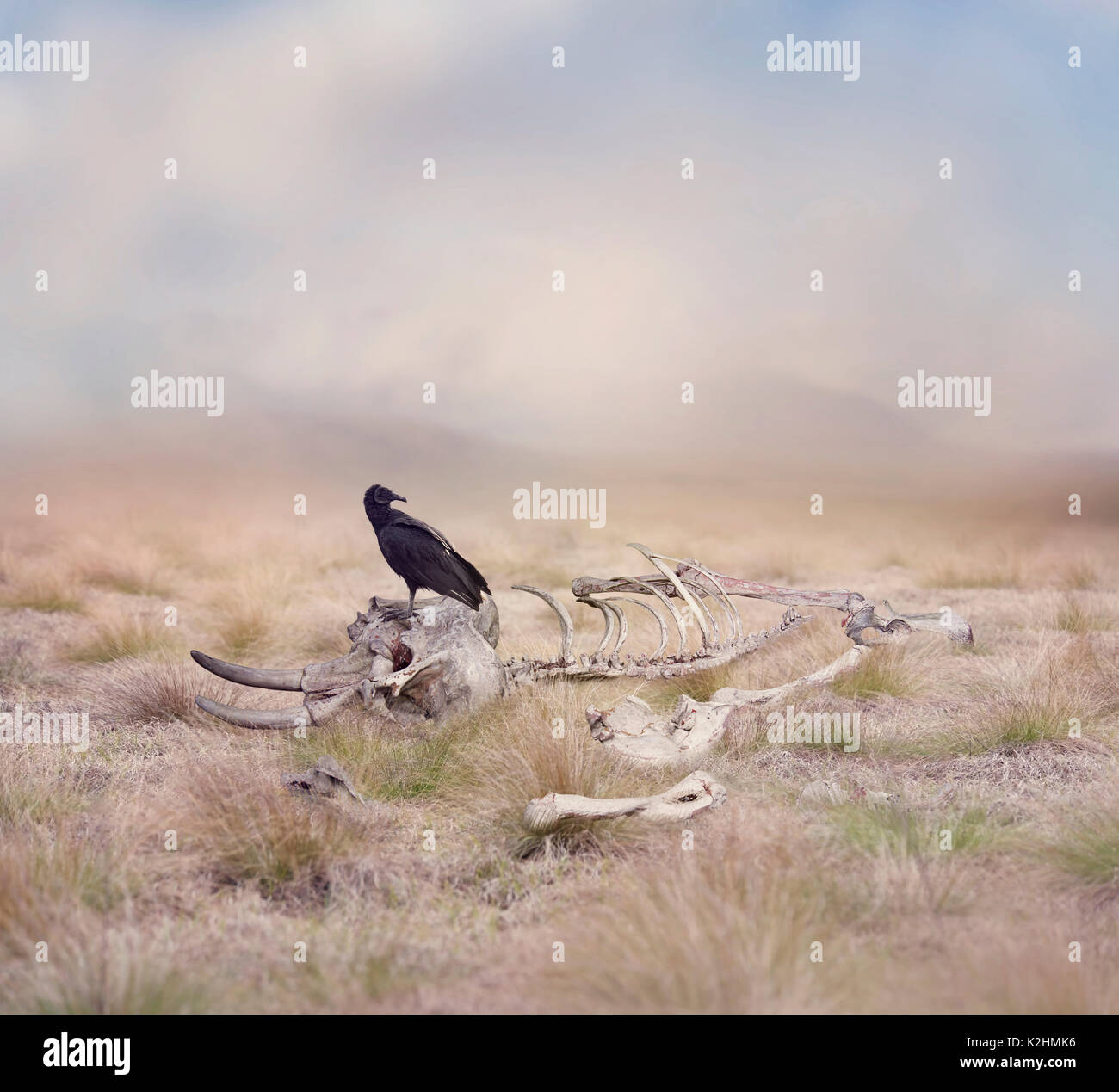 Black Vulture perches on Elephant Skeleton Stock Photo - Alamy