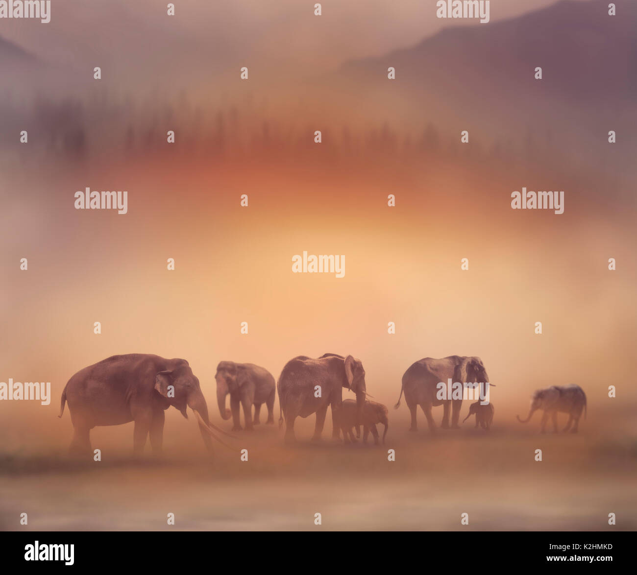 Elephants at sunset hi-res stock photography and images - Alamy