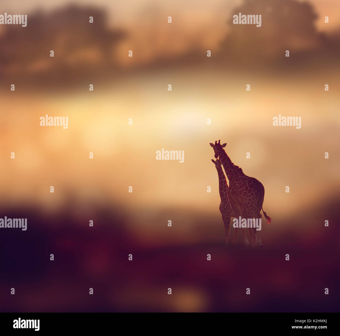 Giraffes at sunset hi-res stock photography and images - Alamy