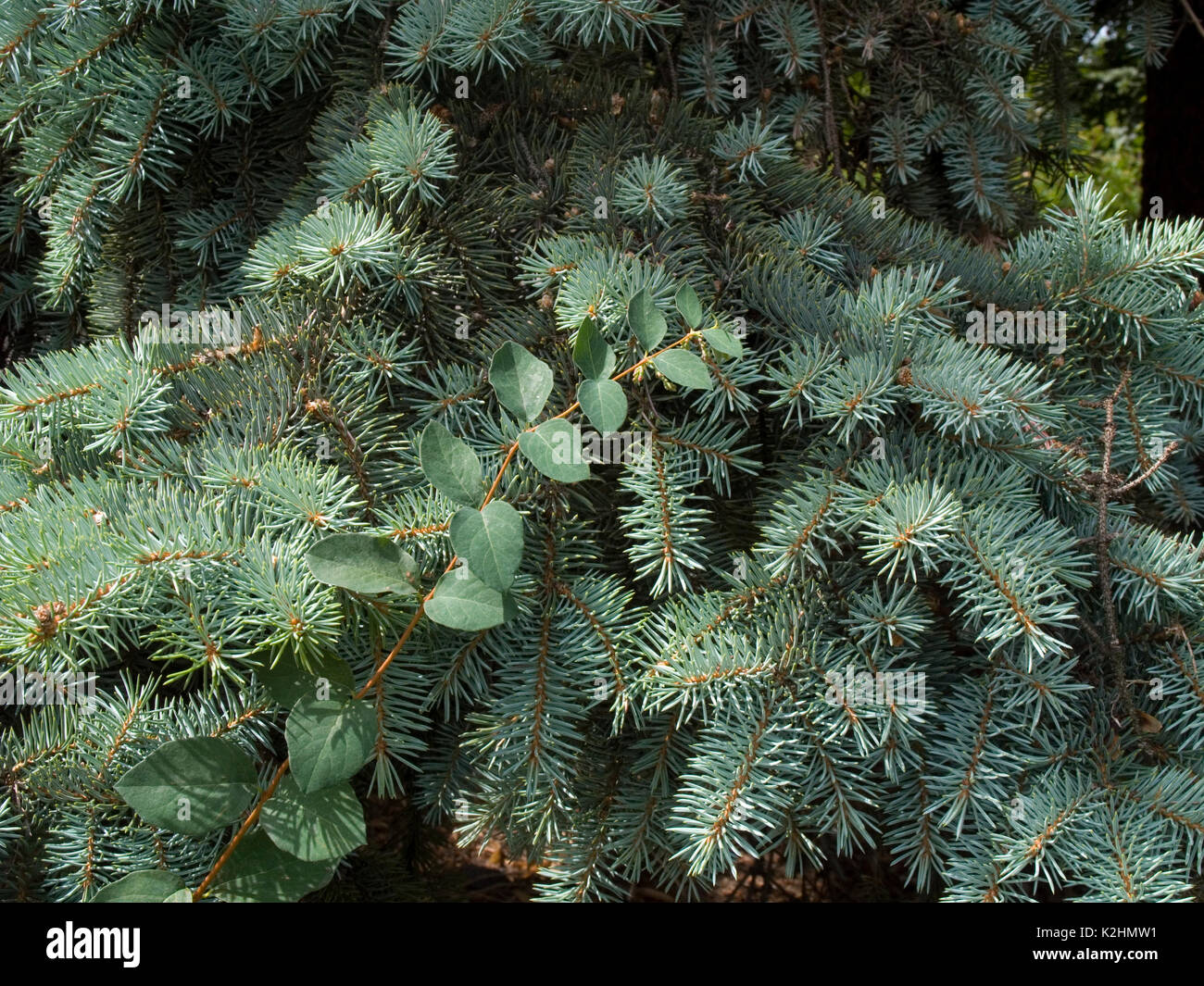 Blue spruce in the park hi-res stock photography and images - Alamy