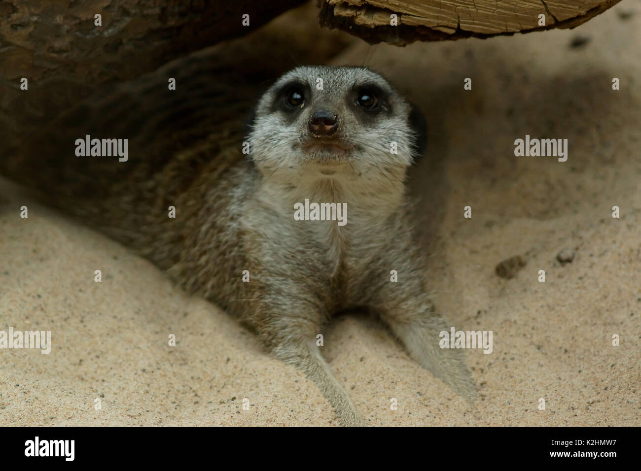 A meerkat under a log Stock Photo - Alamy