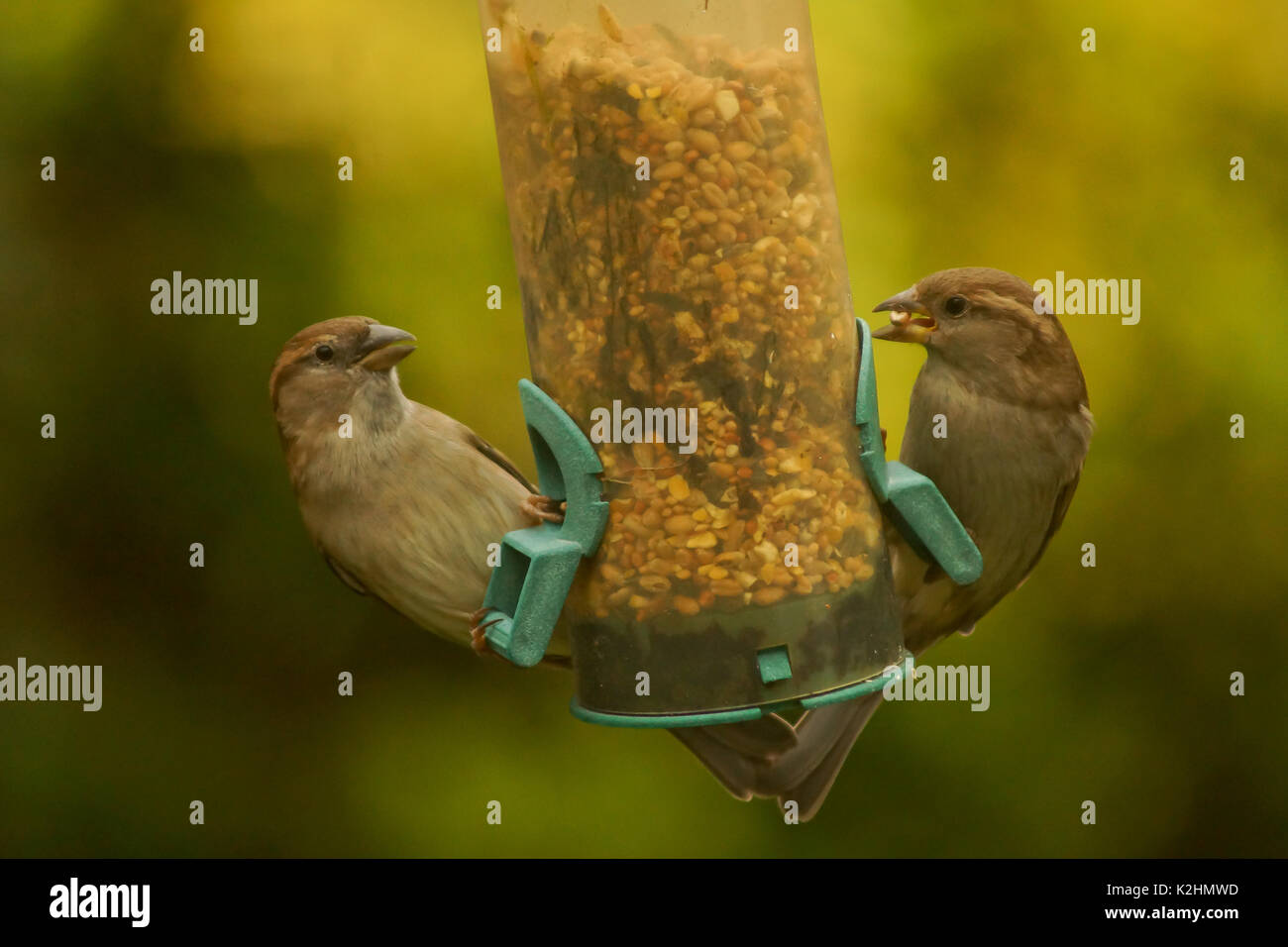 Tree sparrows england hi-res stock photography and images - Alamy