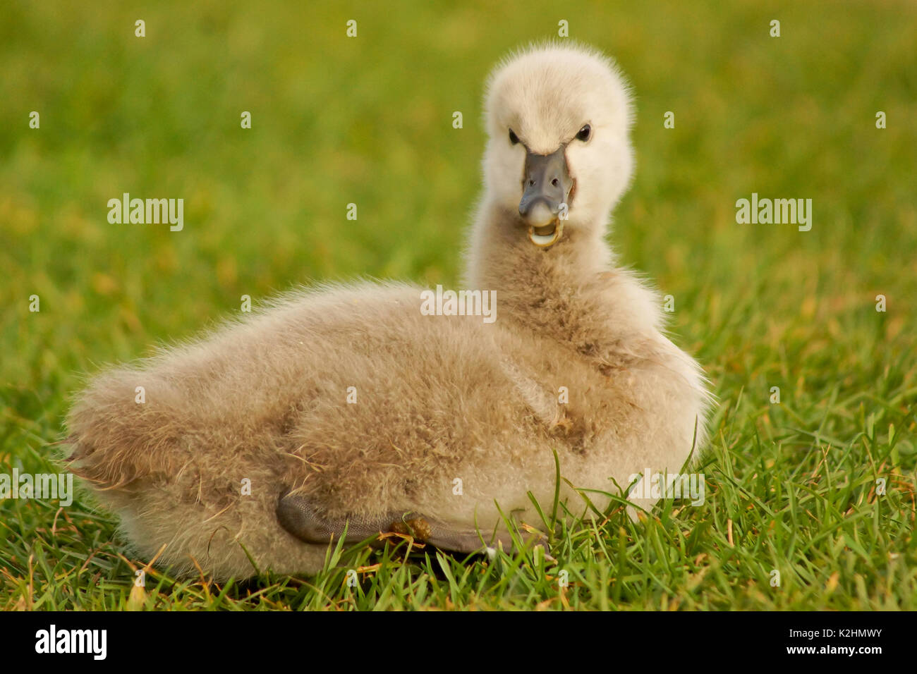 A black swan cygnet in Dawlish, United Kingdom Stock Photo - Alamy