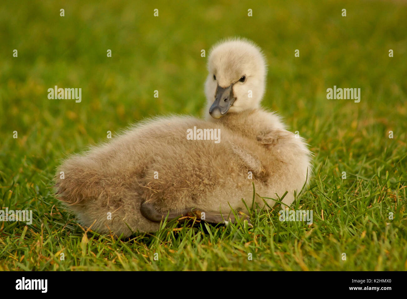 Cygnet river south australia hi-res stock photography and images - Alamy